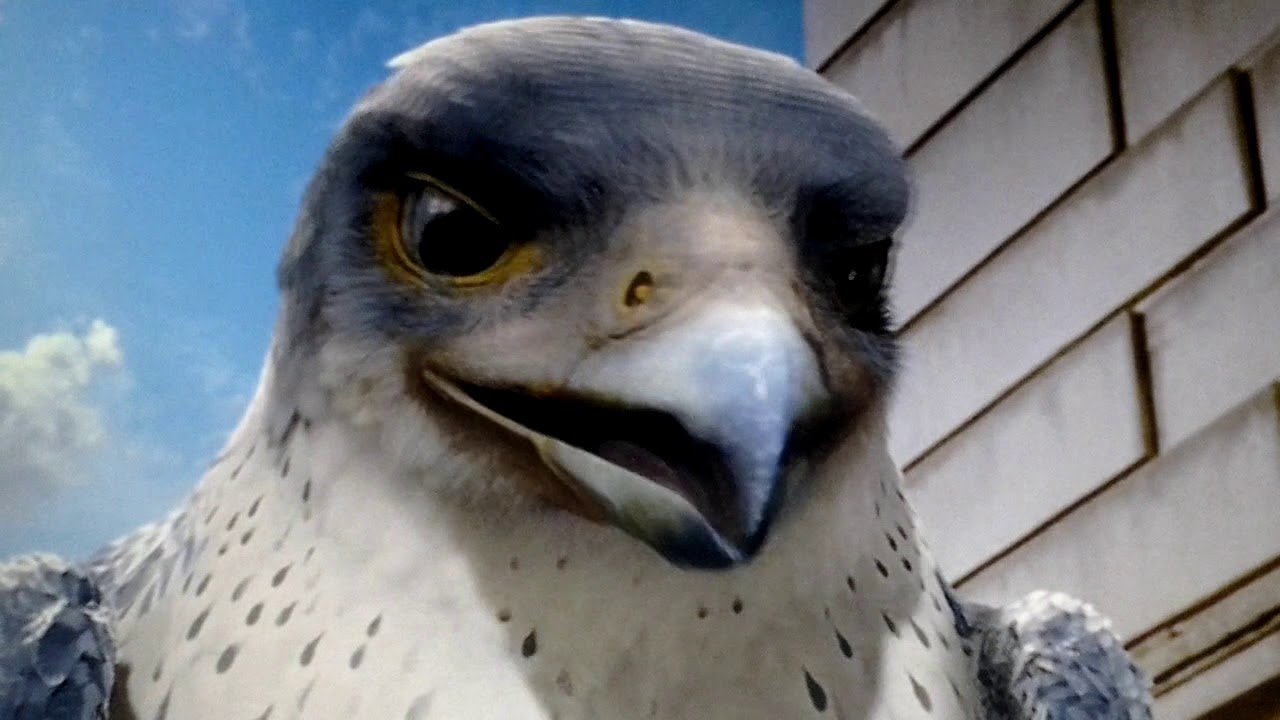 Stuart Little 2 Falcon Youtube