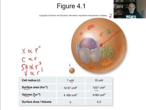 Biol 1406 Lecture 04 Cell Structure Part 1 Youtube