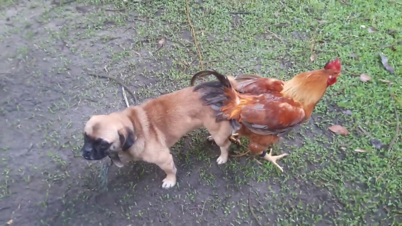 Dog Cock Close Seen Youtube