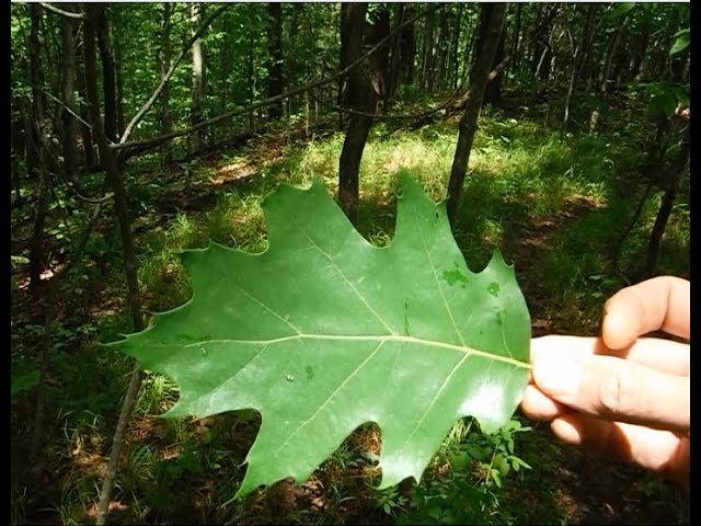 Tree Leaves Identification Week 11 Leaf Out Tree Id Wflt