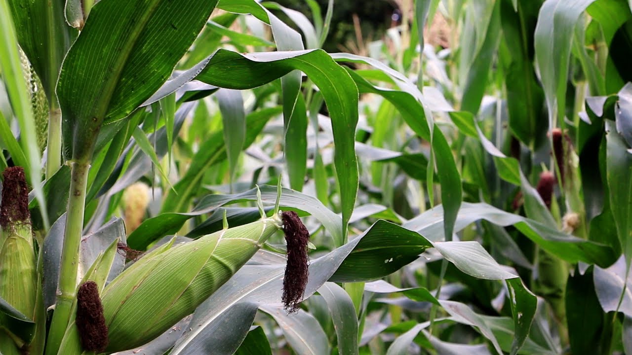 Cortando Los Elotes De Nuestra Milpa Para Hacer Ricos Tamalitos De