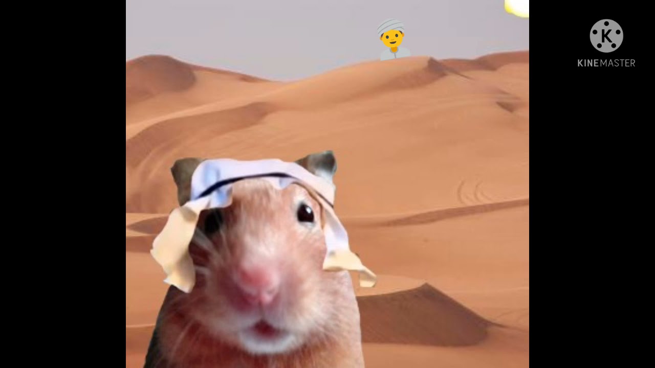 Mawui Arabe Hamster árabe Arabian Hamster Youtube