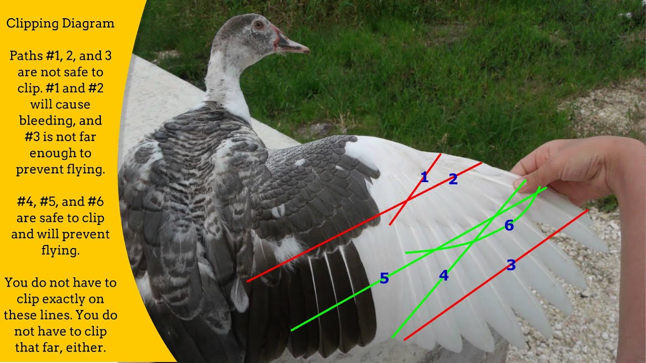 The Complete How To Guide To Clipping A Duck S Wing Raising Ducks