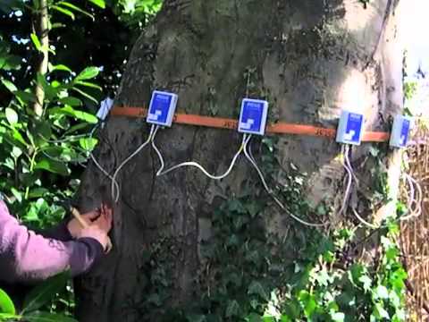 Tree Testing Youtube