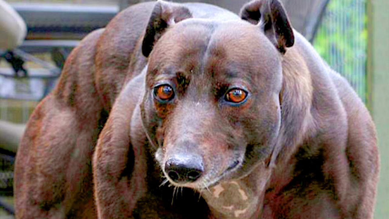 Top 10 Craziest Dog Breeds At Jasper Corral Blog