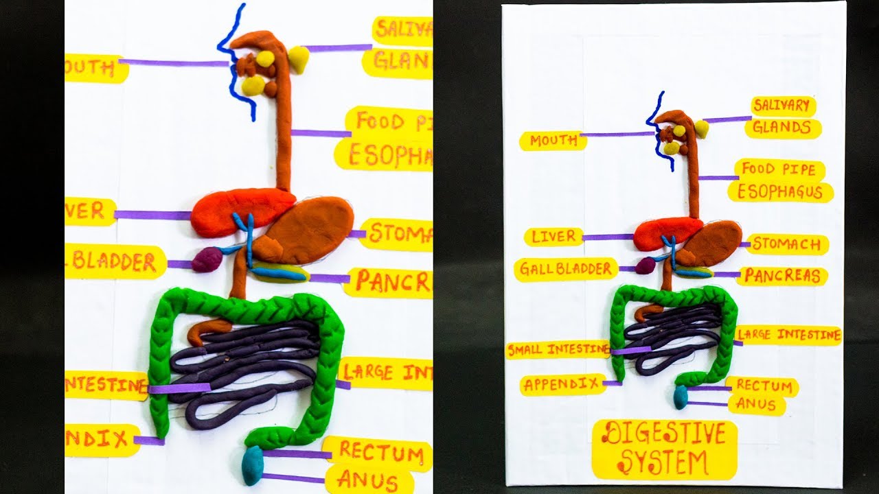 Science Fair Project Digestive System At Lea Bishop Blog