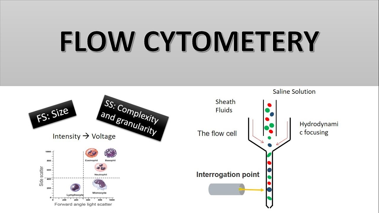 Understanding Flow Cytometry Test Results