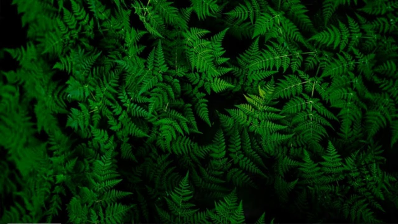 Nature Wallpaper Engine