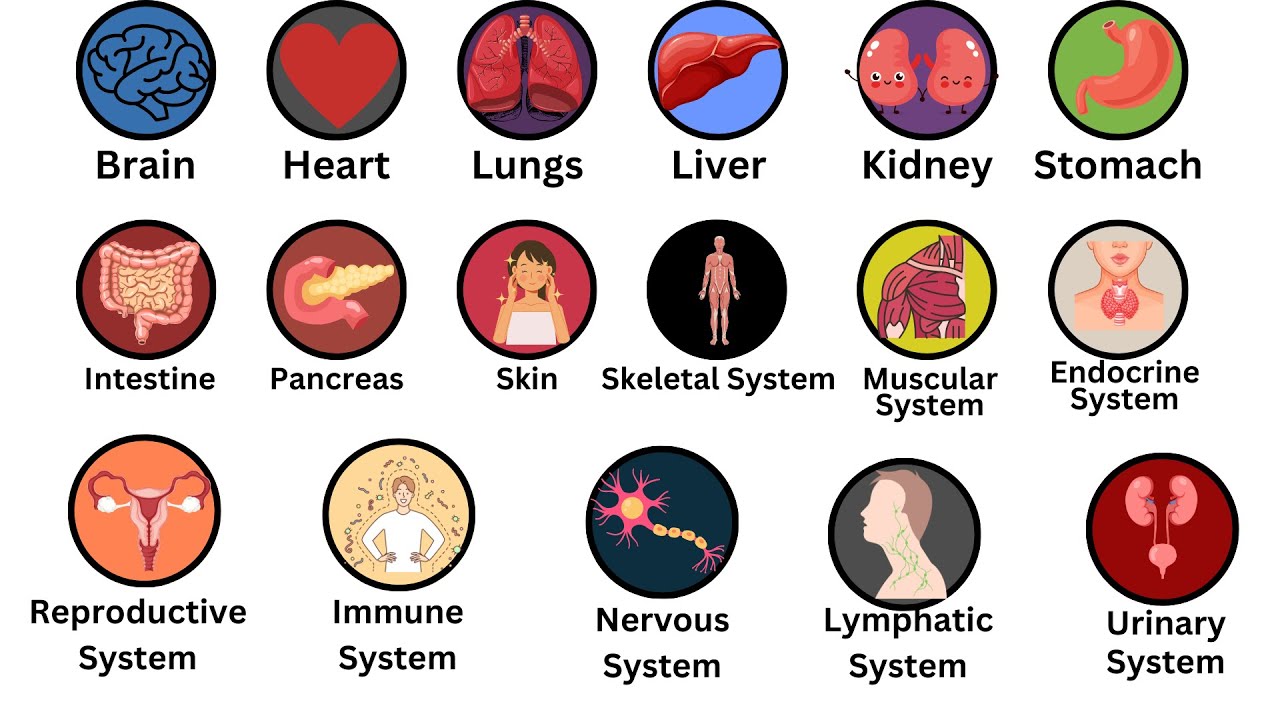 Every Human Organ Explained In Just 3 Minutes Body Organs Youtube