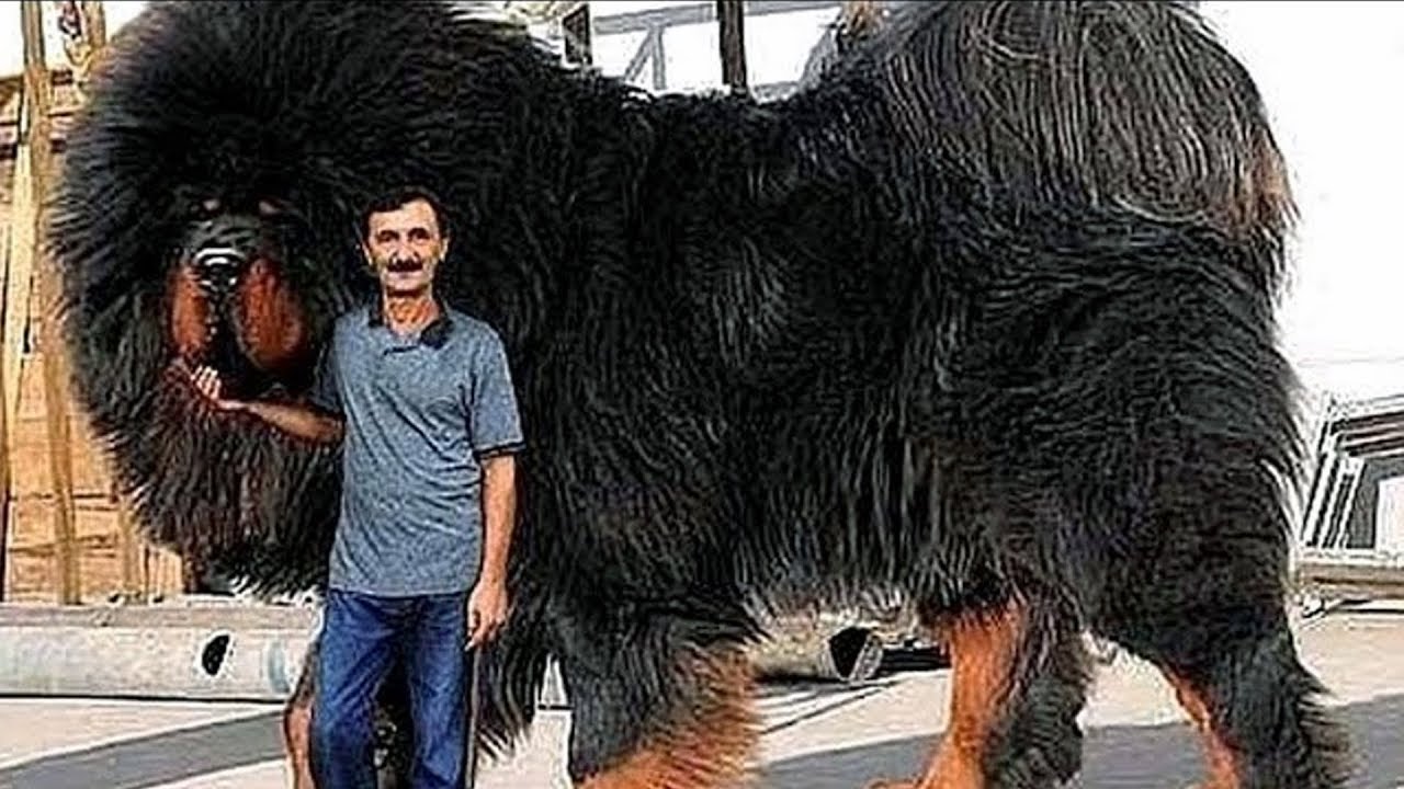 Top 10 Biggest Dog Breeds In The World Top10 Chronicle