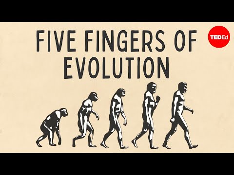 Five Fingers Of Evolution Paul Andersen Video Summary And Q A Glasp