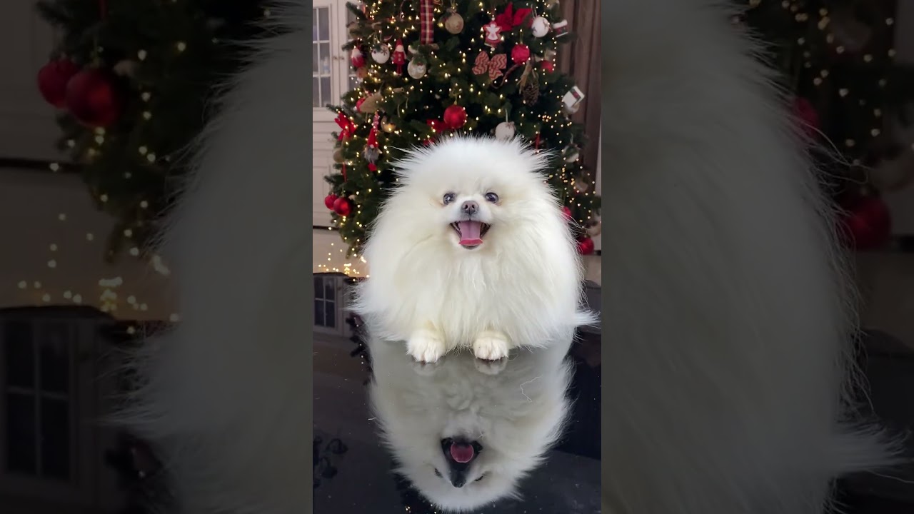 Beautiful Cat Shortsviral Pets Viral Cat Kitty Kitten