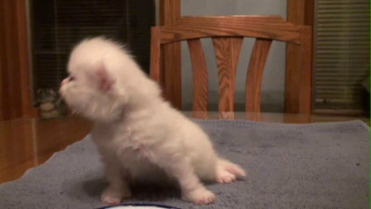 Baby Kitten And His Funny Meows Youtube
