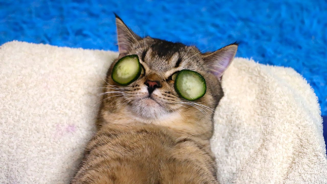 Kitten Kiki S Relaxing Cat Spa Day Asmr Youtube