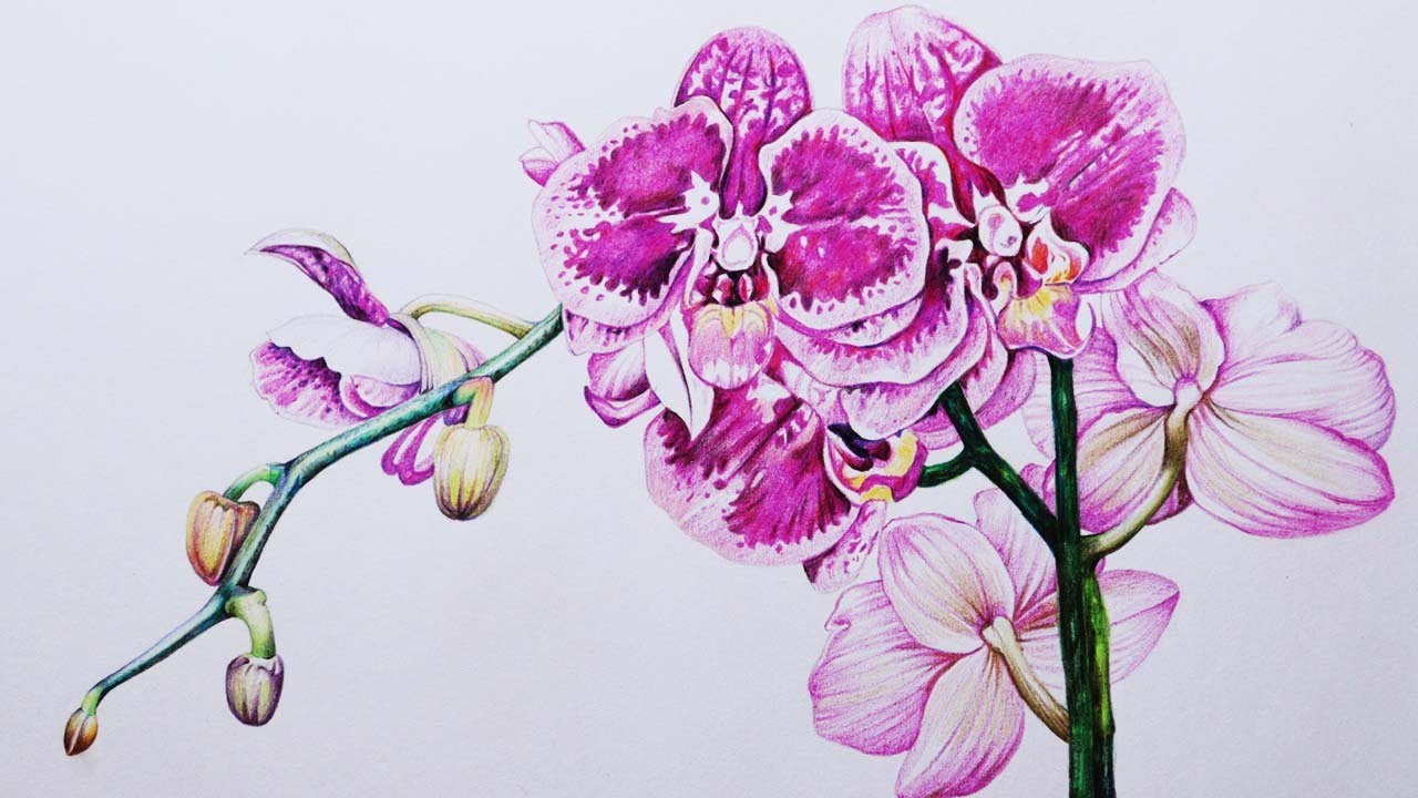 Orchid Flowers Drawing How To Draw Orchid Color Pencil Drawing