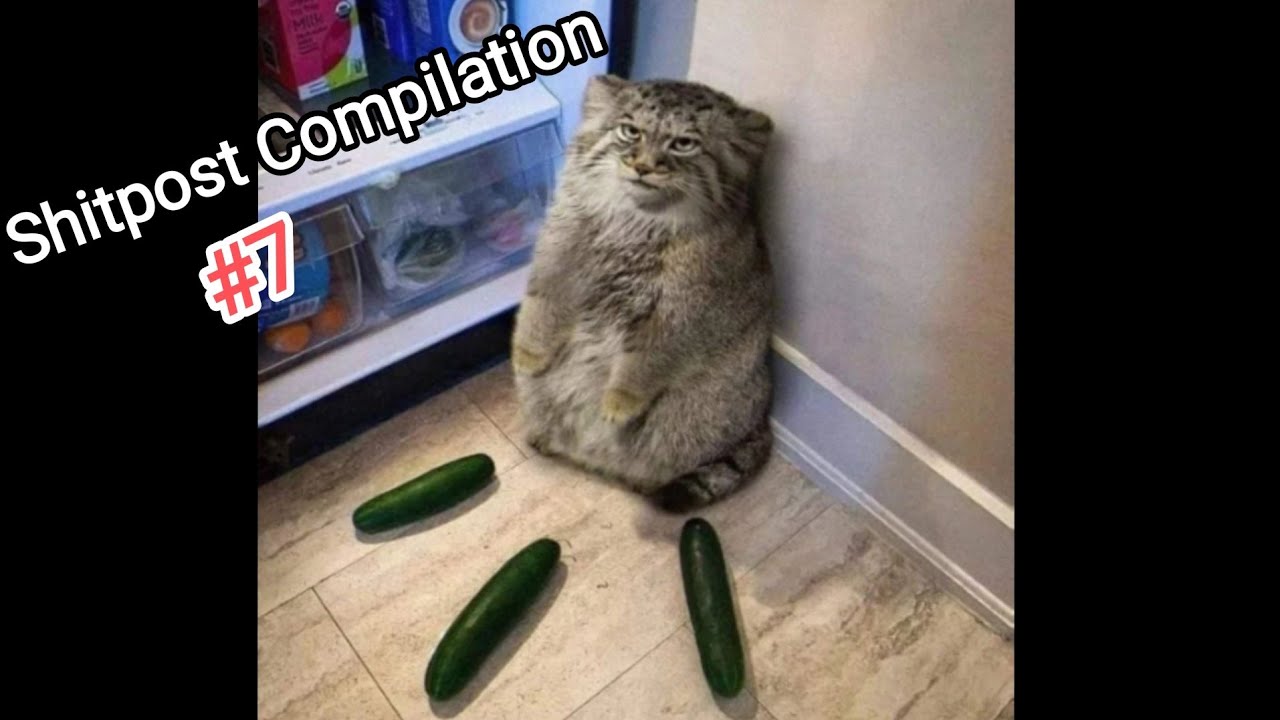 Memes 2024 Shitpost Compilation V7 Youtube
