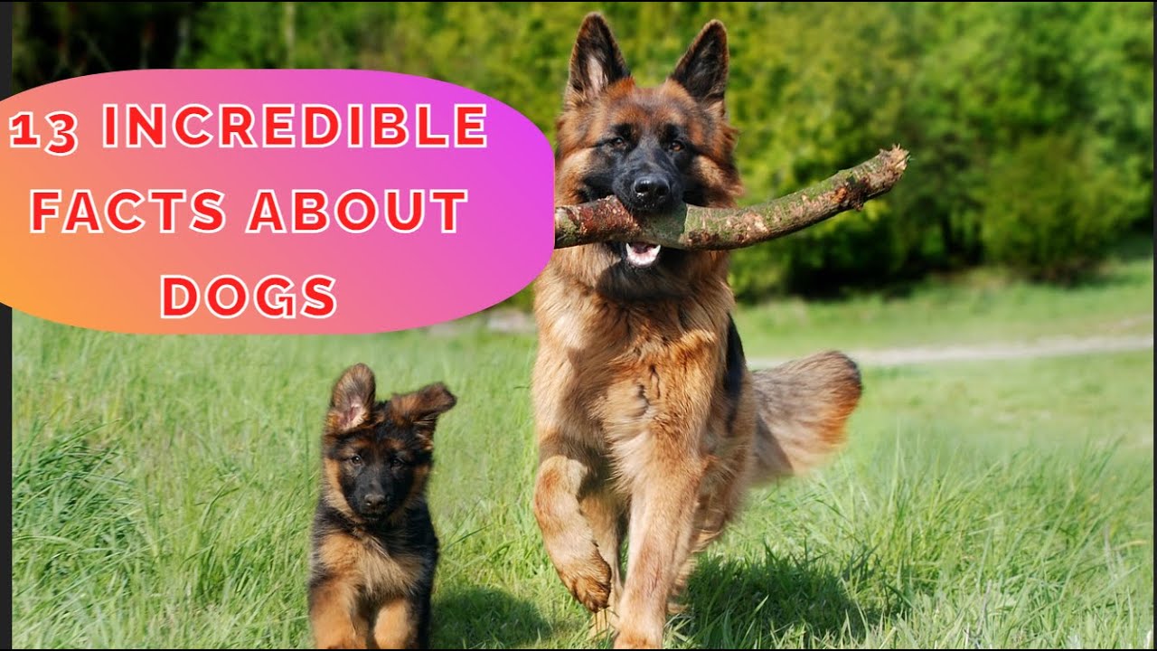 Facts About Dogs Youtube