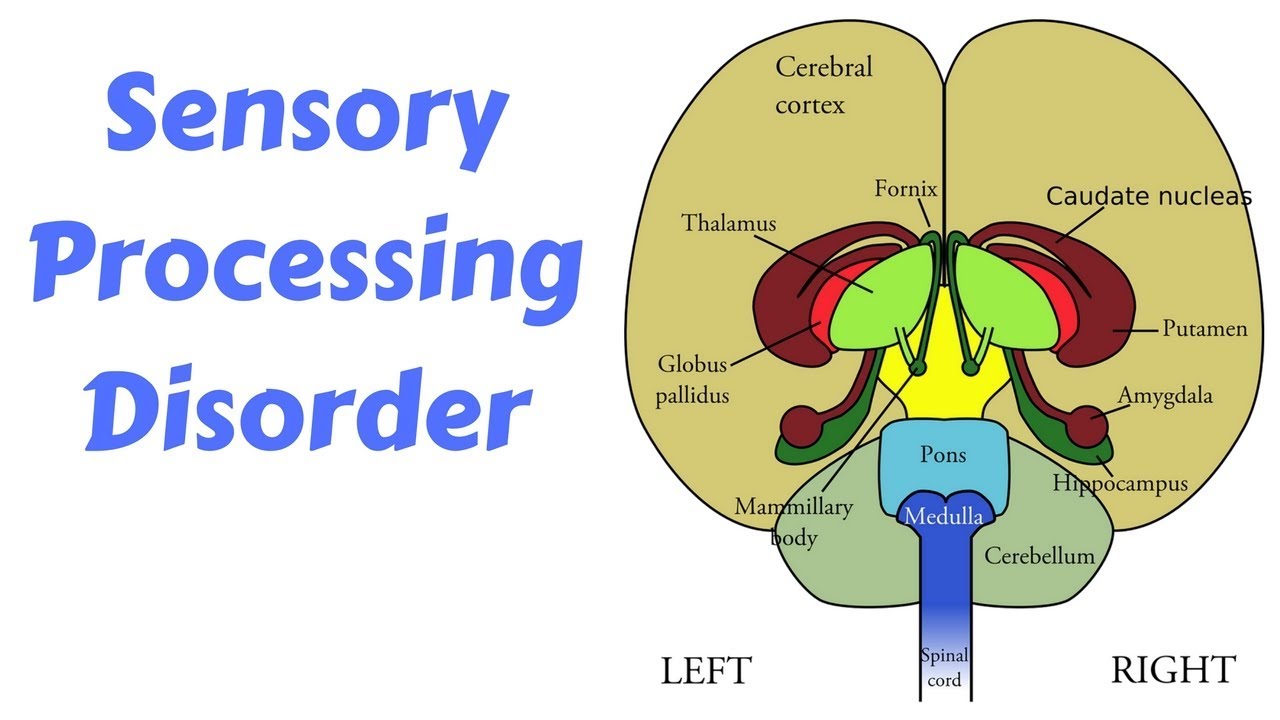 Sensory Processing Disorder Inrikoyard