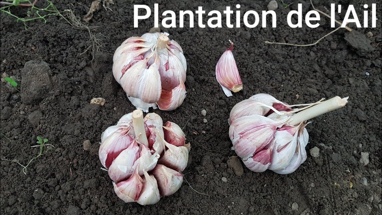 Comment Planter L Ail Simple Et Facile Youtube