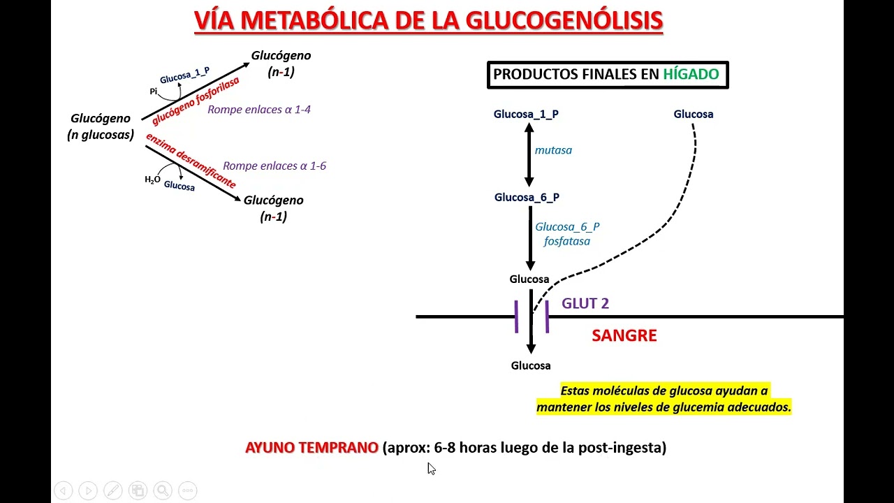 Pasos De La Glucogenogénesis