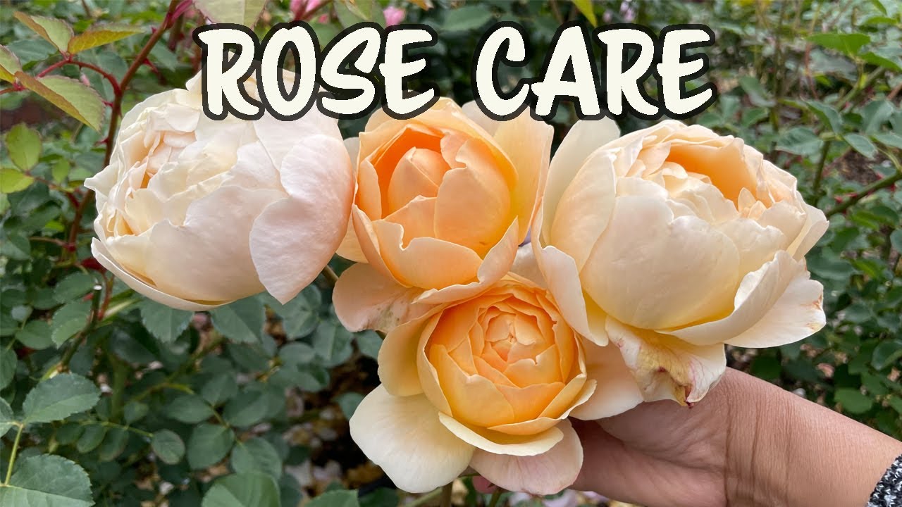 Rose Care Tips How We Take Care Of Our Roses Youtube
