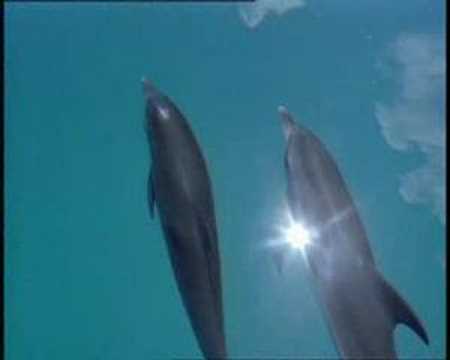 Delfines Youtube