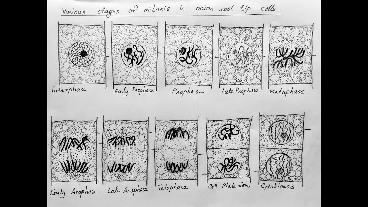 How To Draw Different Stages Of Mitosis Onion Root Tip Mitosis For