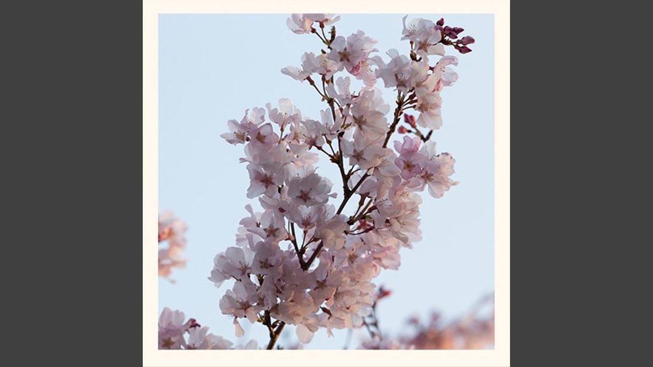 Branch Youtube Music