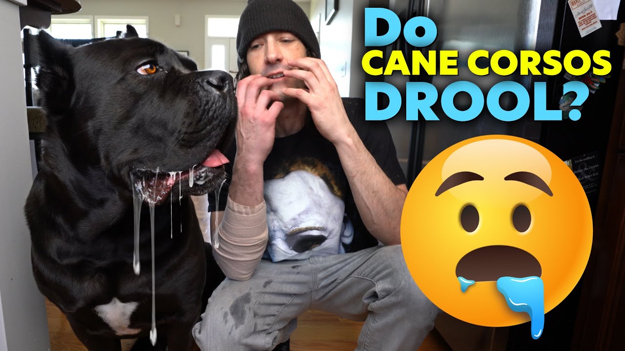 Do Cane Corsos Drool Youtube