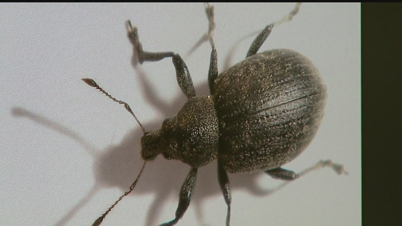 Suddenly Seeing Tiny Black Bugs An Id Guide Quick Fixes