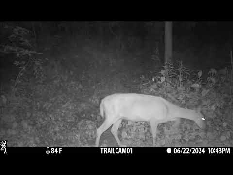 Trail Camera Footage Youtube