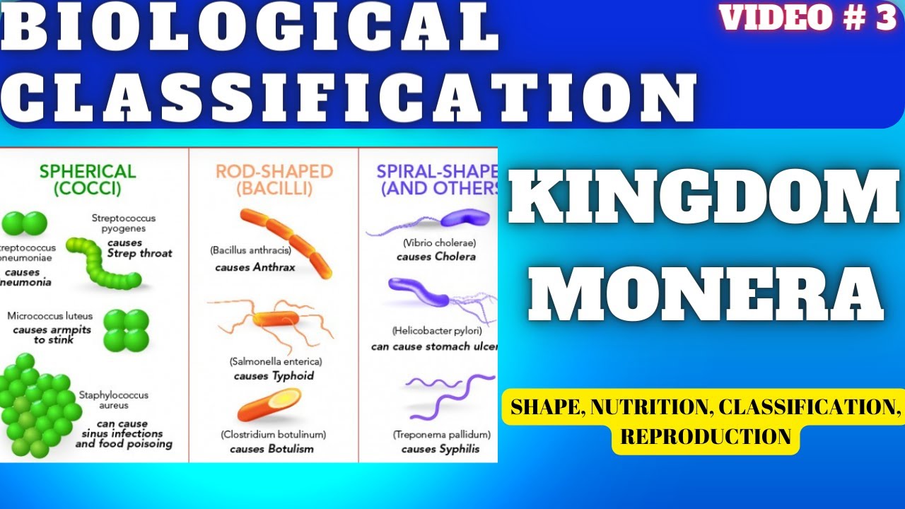Kingdom Monera Biological Classification Ncert Class 11 Biology A