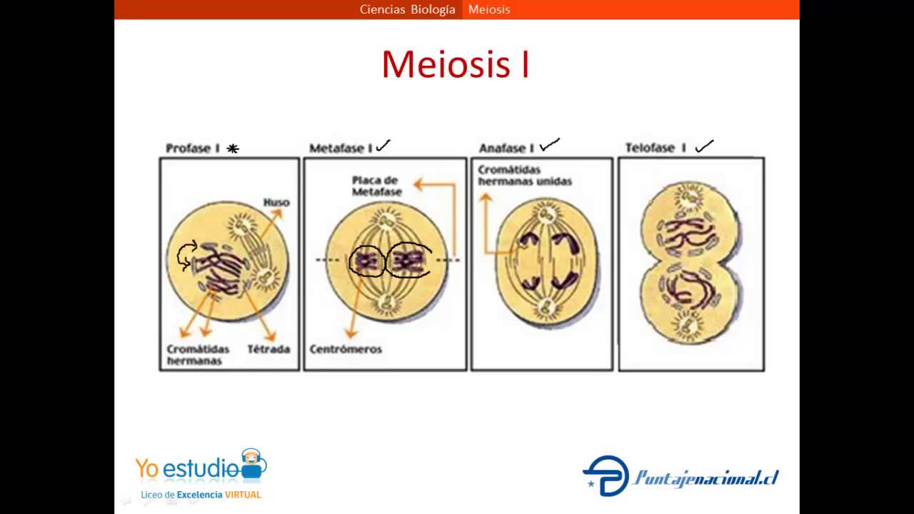 Meiosis Youtube