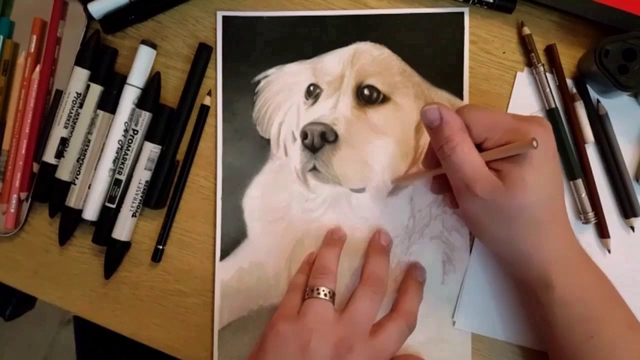Labrador Golden Retriever Speed Draw Time Lapse Youtube