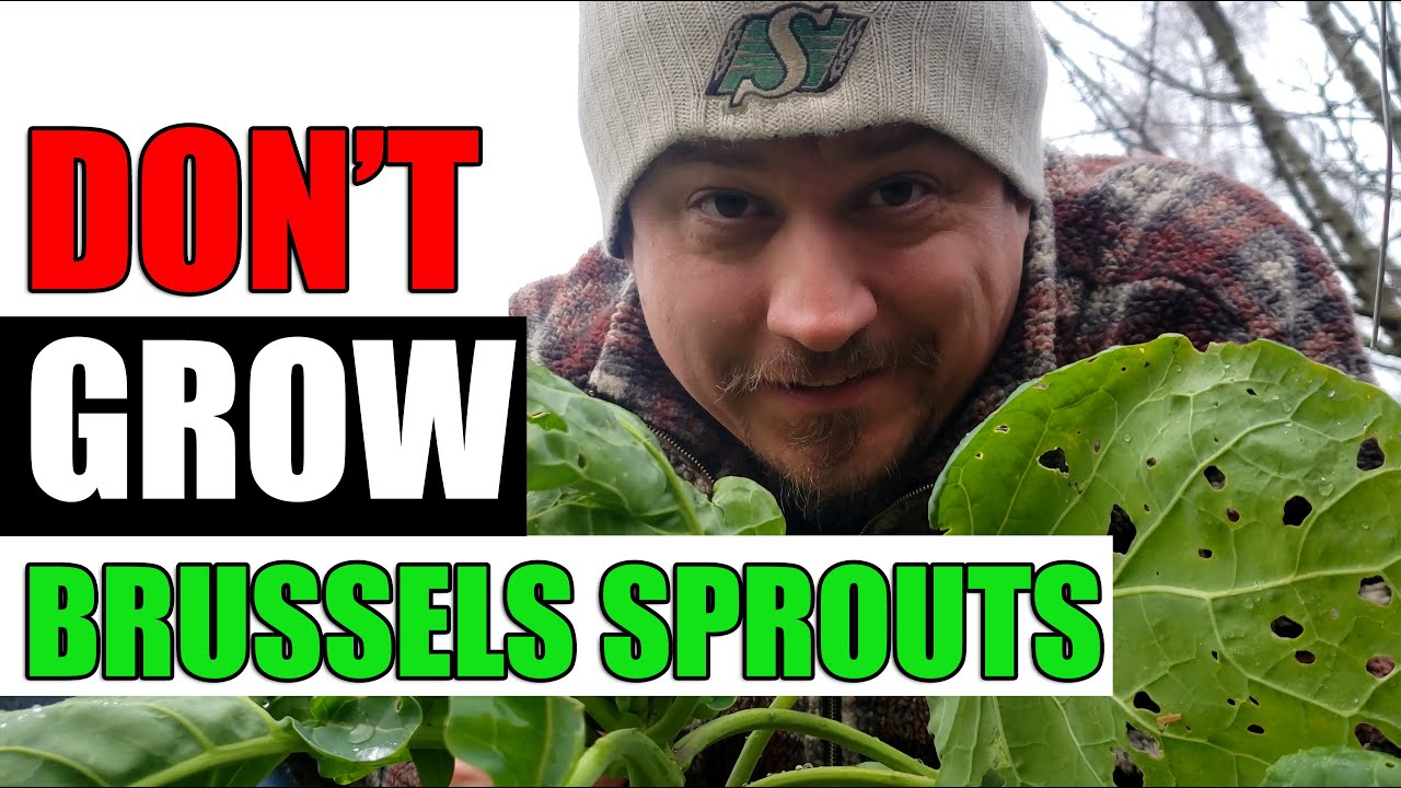 3 Reasons Not To Grow Brussels Sprouts Garden Quickie Episode 115