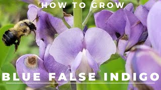Blue False Indigo Grow And Care Baptisia Australis Growit Buildit Mp3 ...