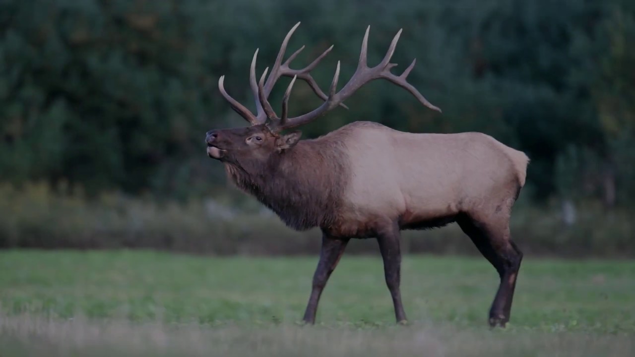 Elk Bugle Sound Youtube