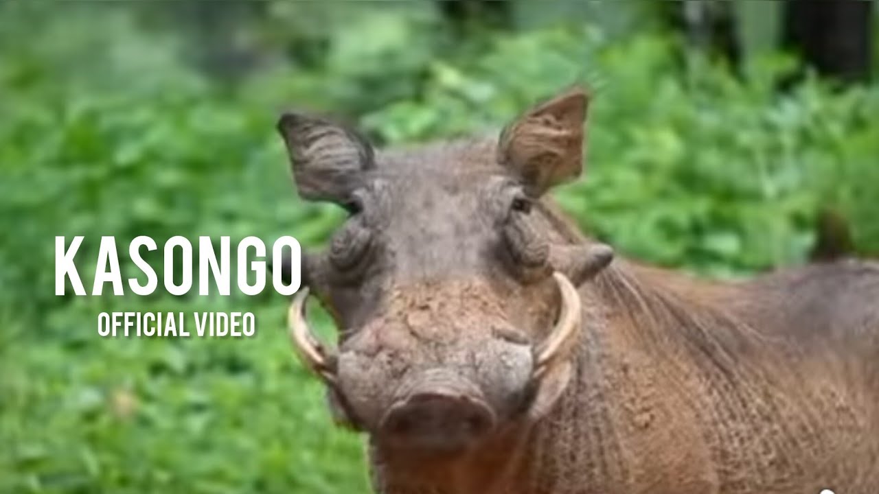 Kasongo Wildlife Song Official Video Emanuel Faida Warthogs