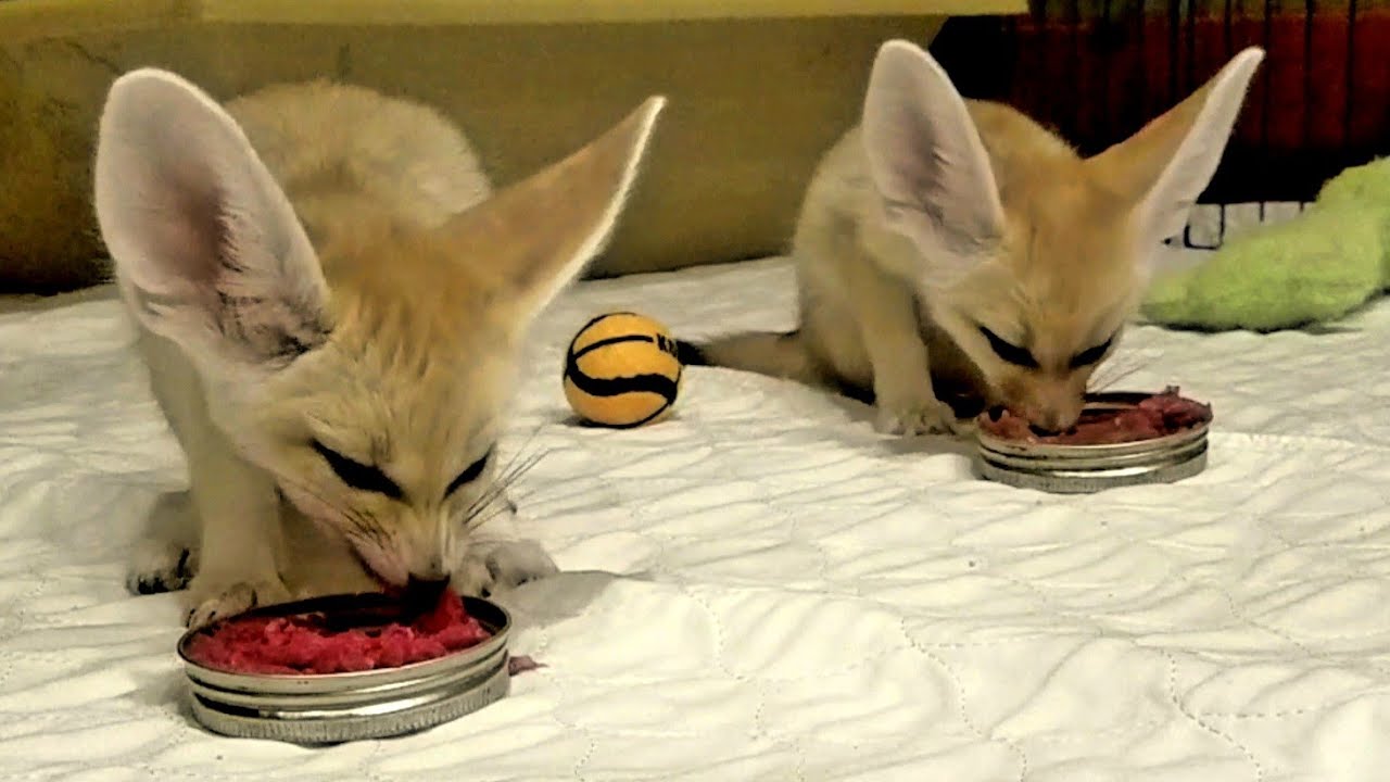 Fennec Fox Eating Bug