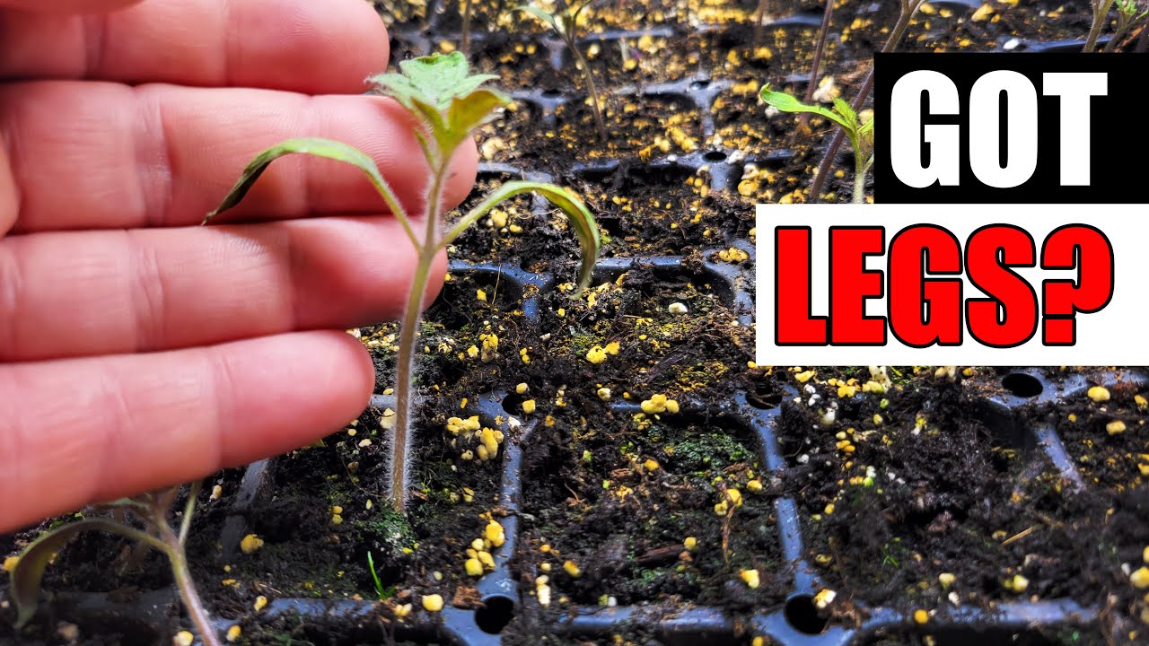 No More Leggy Seedlings Garden Quickie Episode 230 Youtube