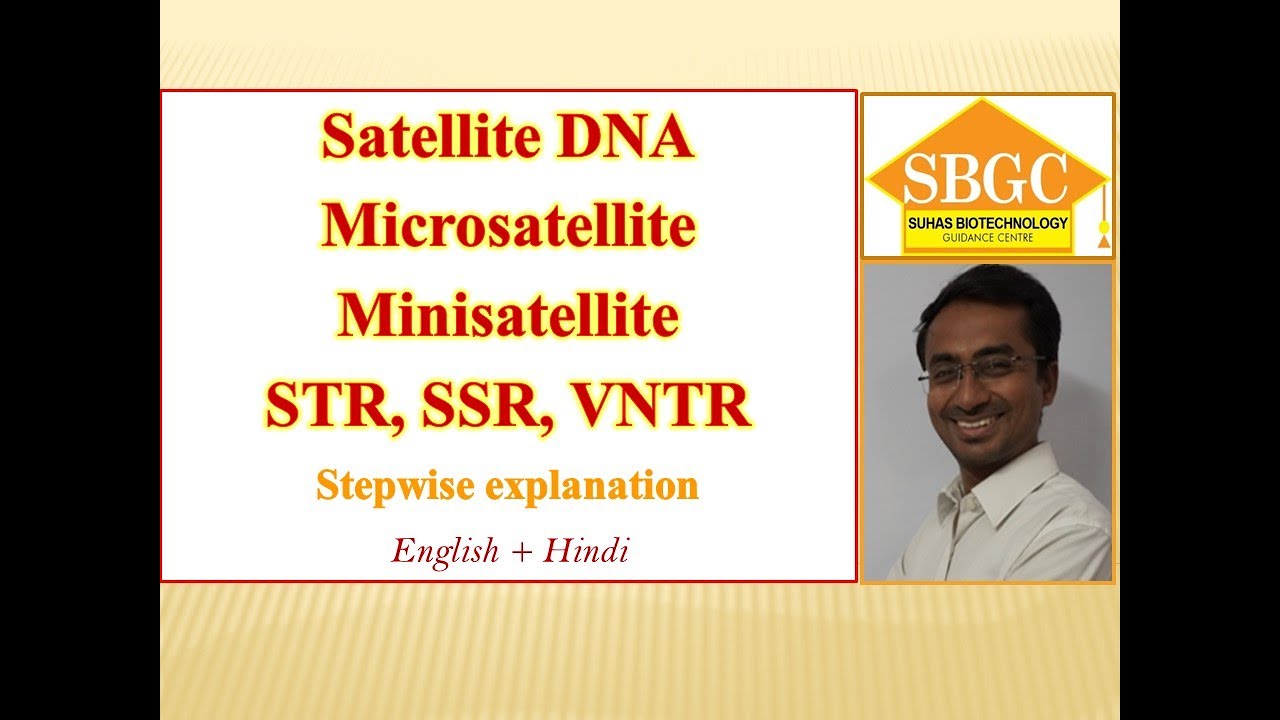 Satellite Dna Microsatellite Short Tandem Repeats I E Str Ssr