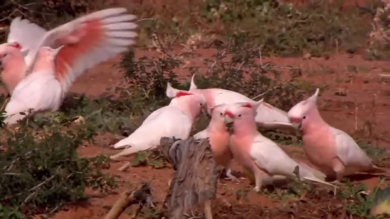 Discovery Channel Documentary тше Nature Documentary 2017 Youtube