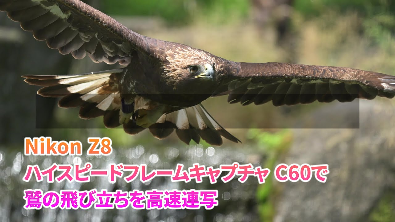 ニコンz8のハイスピードフレームキャプチャ C60 で 鷲の飛び立ちを高速連写 Youtube
