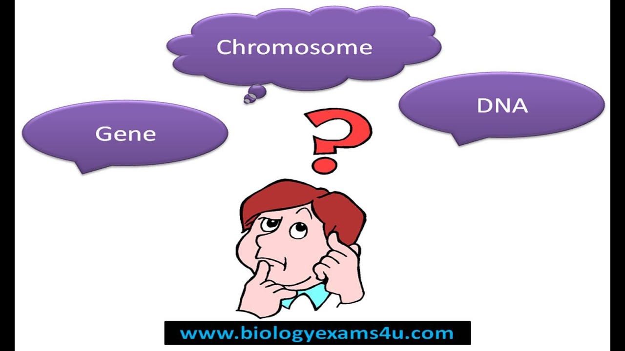 Genes And Chromosomes Difference