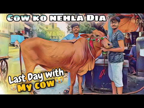 Last Day With My Cow ёяшн Cow Ko Nehla Dia ёяшк Last Day I Got Emotional ёяе