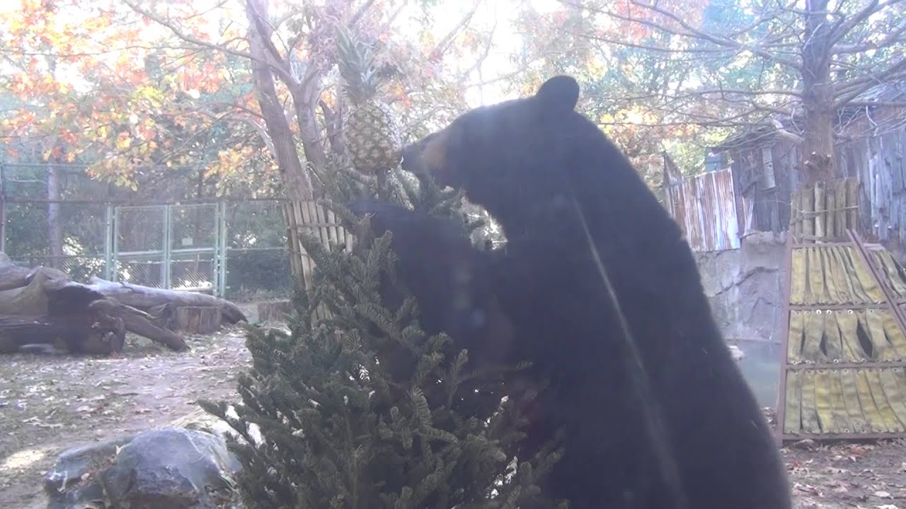 Fort Worth Zoo Black Bears And Christmas Trees Youtube