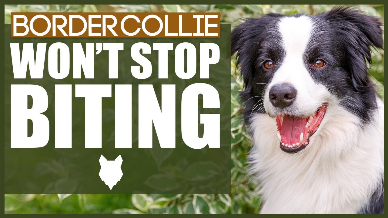 How To Stop Border Collie From Nipping