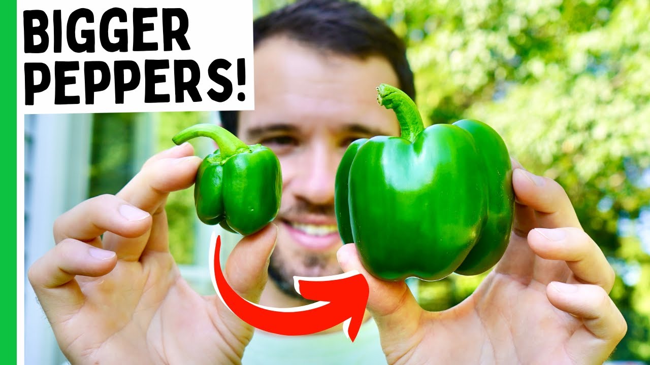 Grow Bigger Peppers 7 Tips Youtube