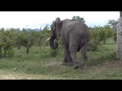 Elephant Mock Charge Youtube