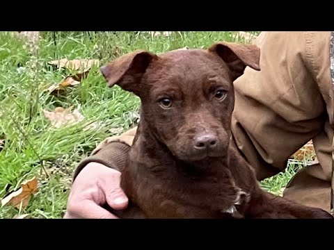 Patterdale Terrier Training Treeing Youtube